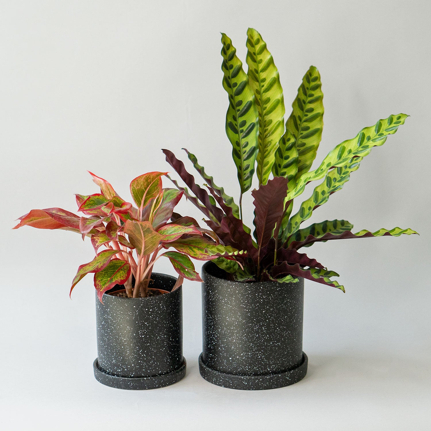 Shop Plant Bundles Online - Houseplant Sets | Planteia